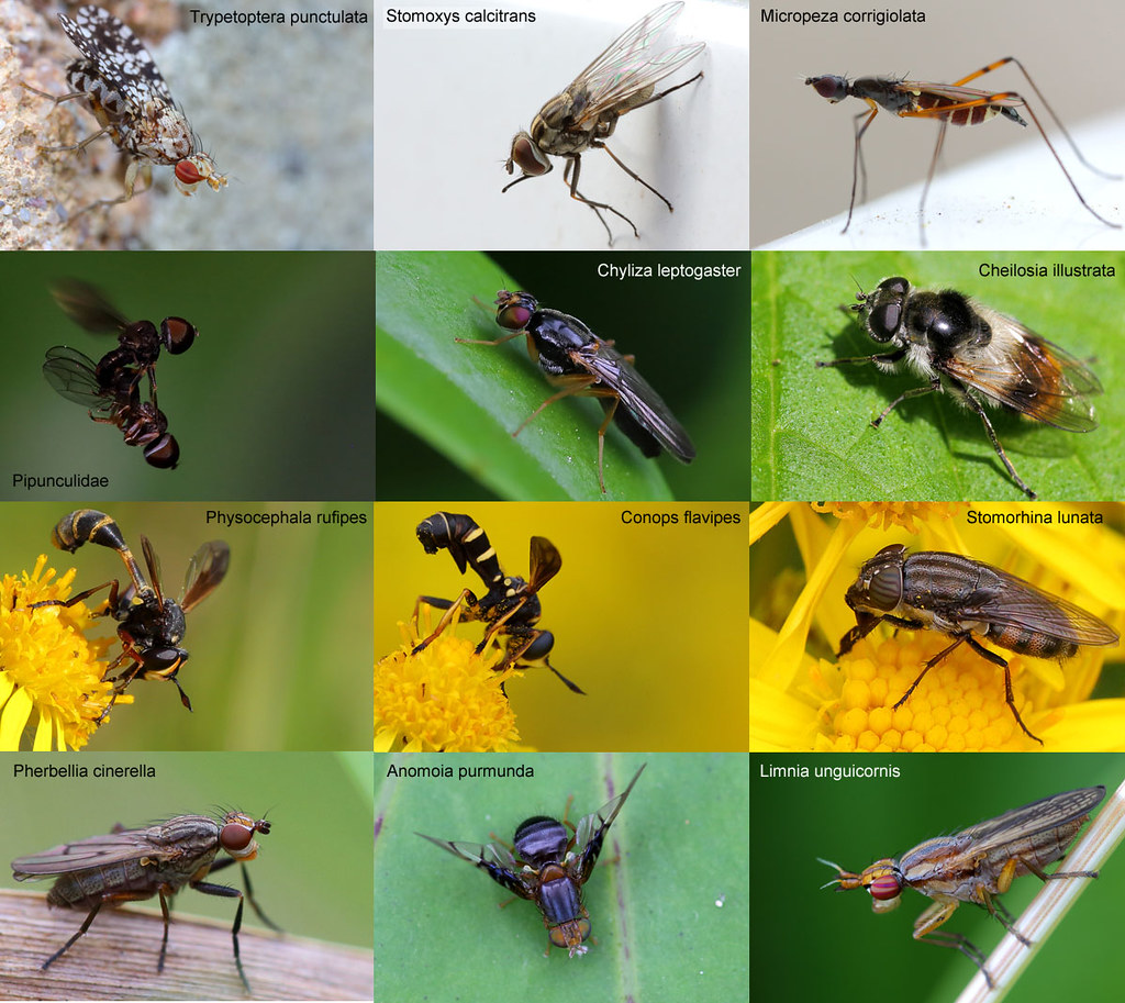 Diptera 1 | Species of flies (Diptera) seen in the garden. | Erland ...