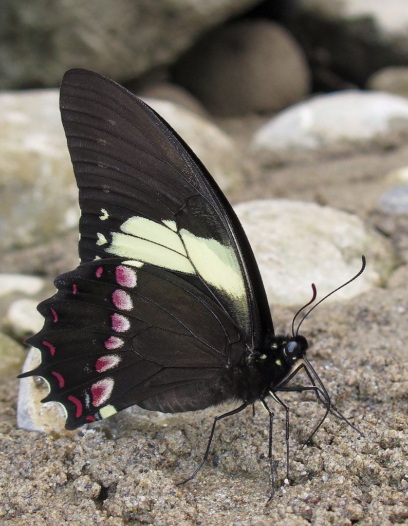 Papilio (Pterourus) menatius | John Vallender | Flickr