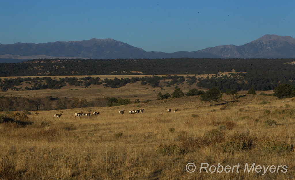 Antelope Roam | Frosty morning in the Huerfano Valley north … | Flickr