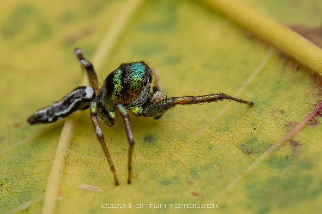 Cosmophasis sp. | Inglourious Reptiles | Flickr