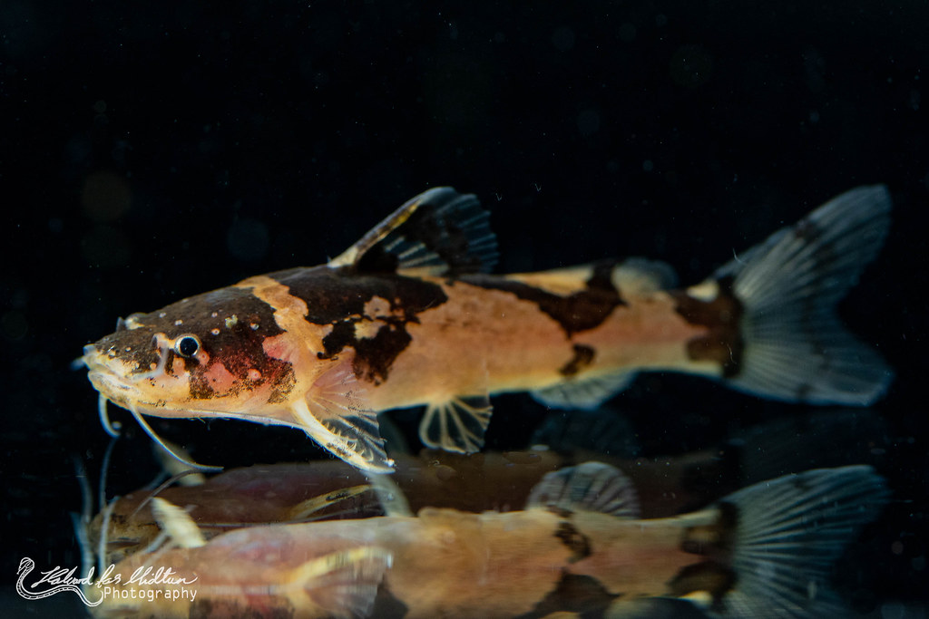 Microglanis iheringi (Bumblebee Catfish) (Captive) | Flickr