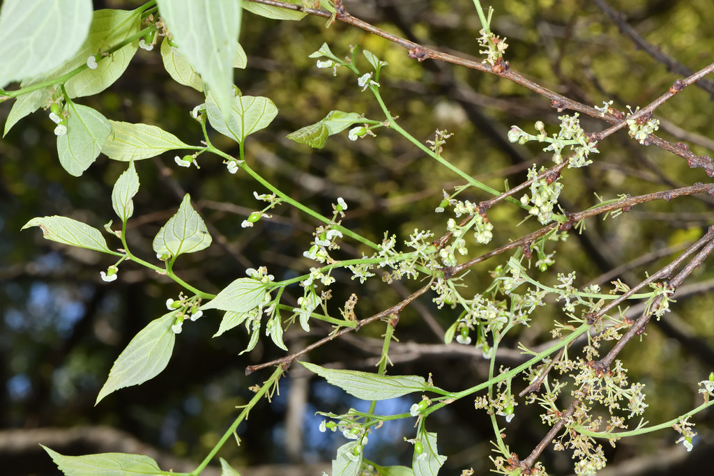大麻科 朴屬 石朴 (葉花03) 台北植物園 Celtis tetrandra | 翁明毅 | Flickr