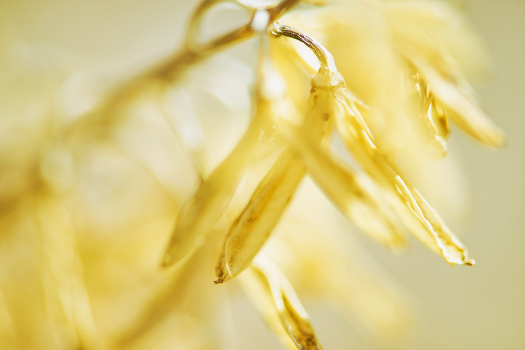034277a- Hosta... Winter View | The Hosta's leave a seed pod… | Flickr