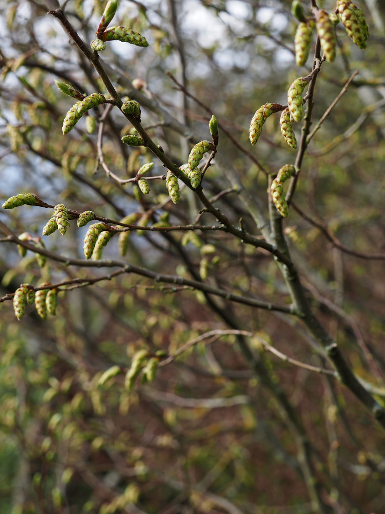 P3240138 | Spring buds in March Hornbeam | Simon Wilkinson | Flickr