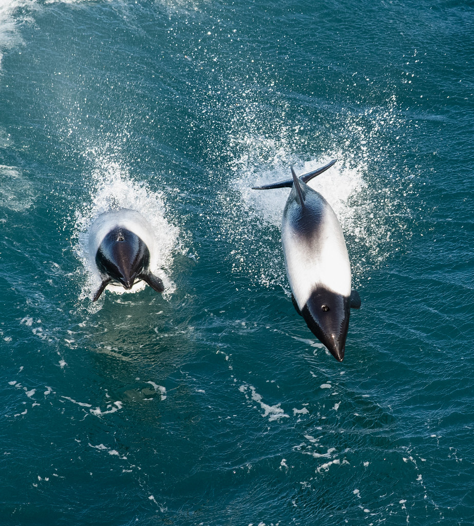 Commerson's Dolphin | Ian McFarlane | Flickr