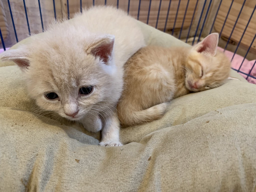Marcel Jr, Jazz and Sebastian | Charmcity Foster Mama | Flickr