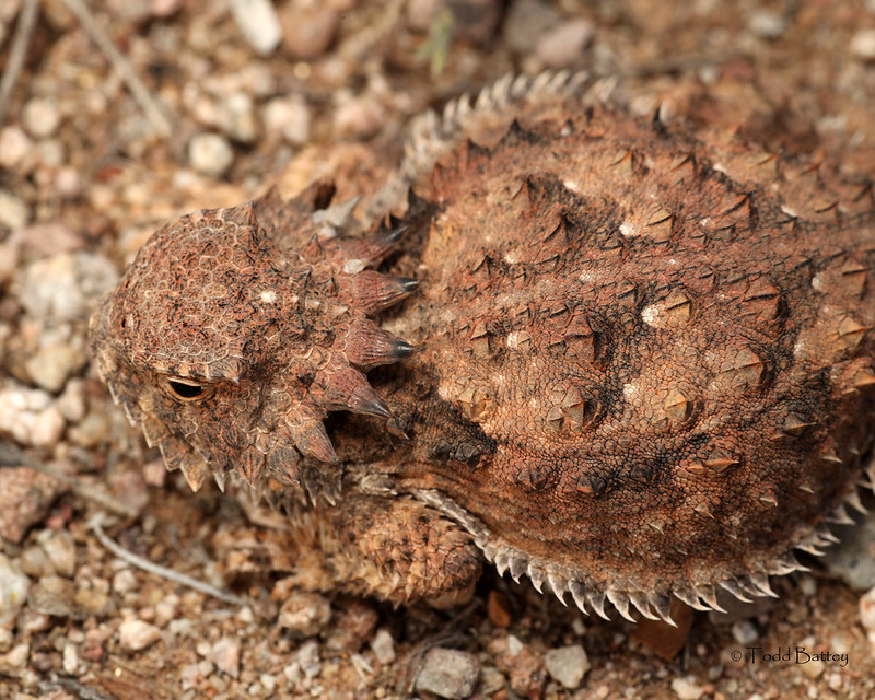 Regal Horned Lizard | Flickr