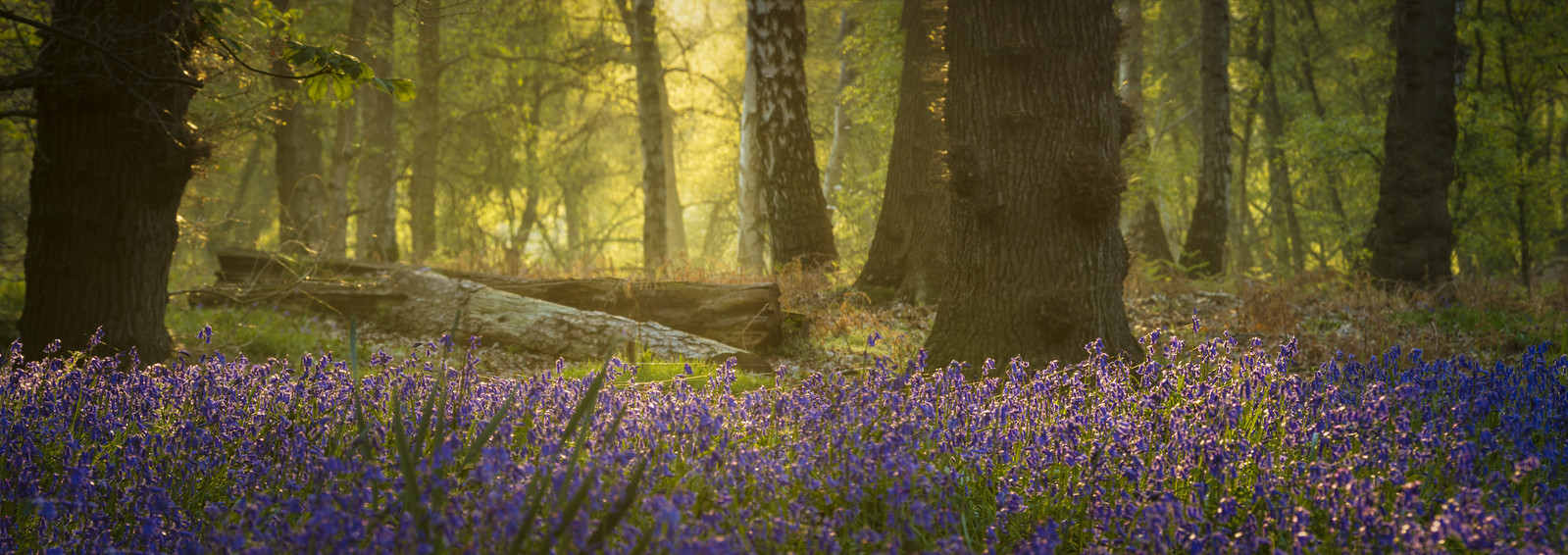 Spring | Flickr