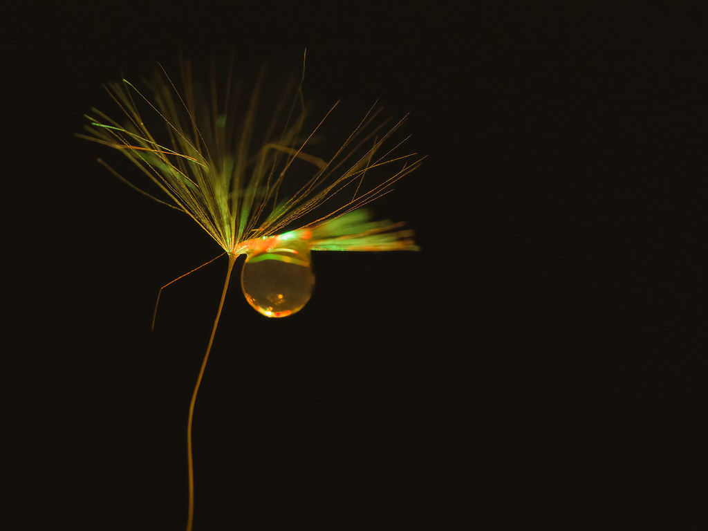 single drop on a dandelion seed | abstract image | Neil Richards | Flickr