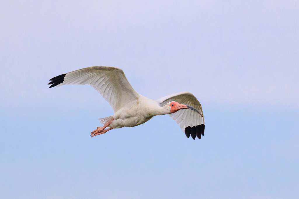 White Ibis | White Ibis at Ocean City NJ Visitor Center | John Vohs ...