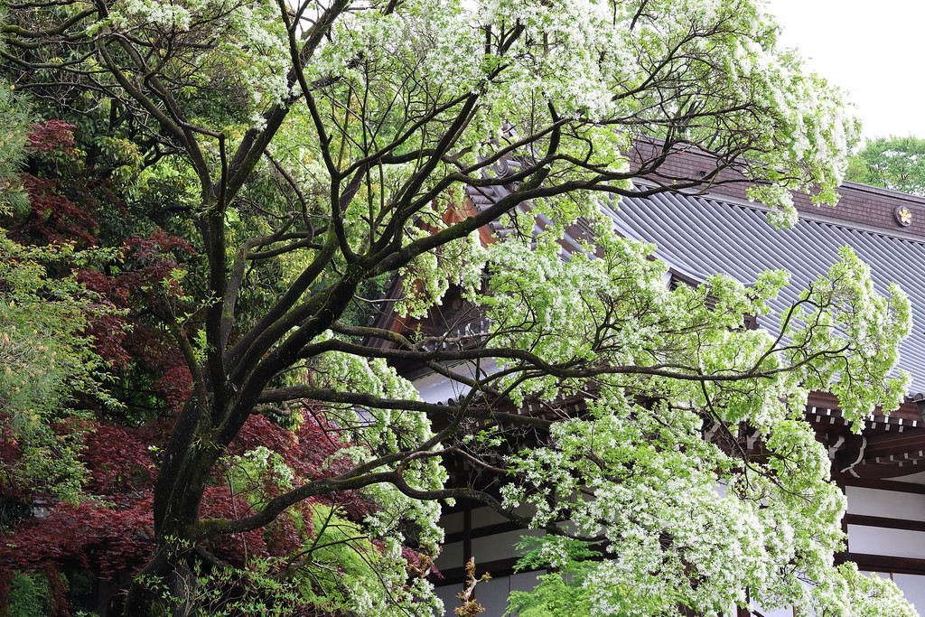 Nanja Monja | Snow-flower-fringe tree in Jindaiji temple | Takao Iwata ...