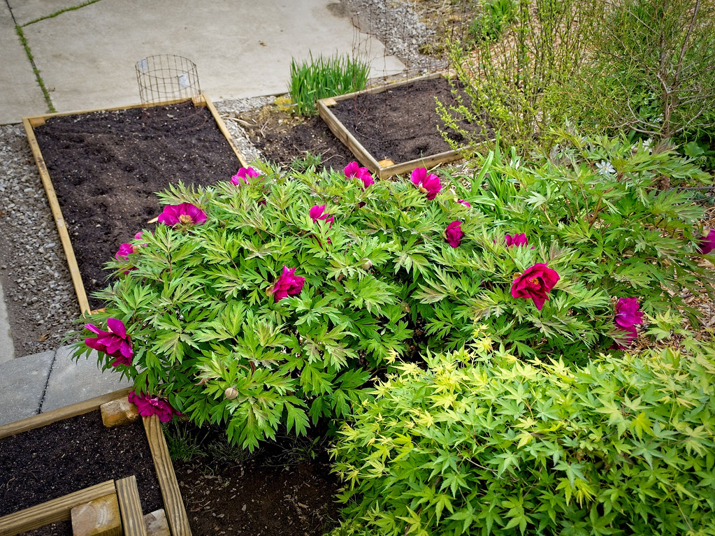 Paeonia 'Chinese Dragon' Woody Peony in a Michigan garden bed — crimson semi-double blooms with dark red flares