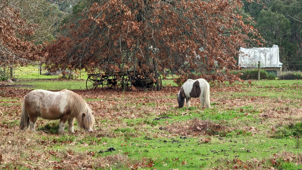 The Old Ponies | Bernard_Morey | Flickr
