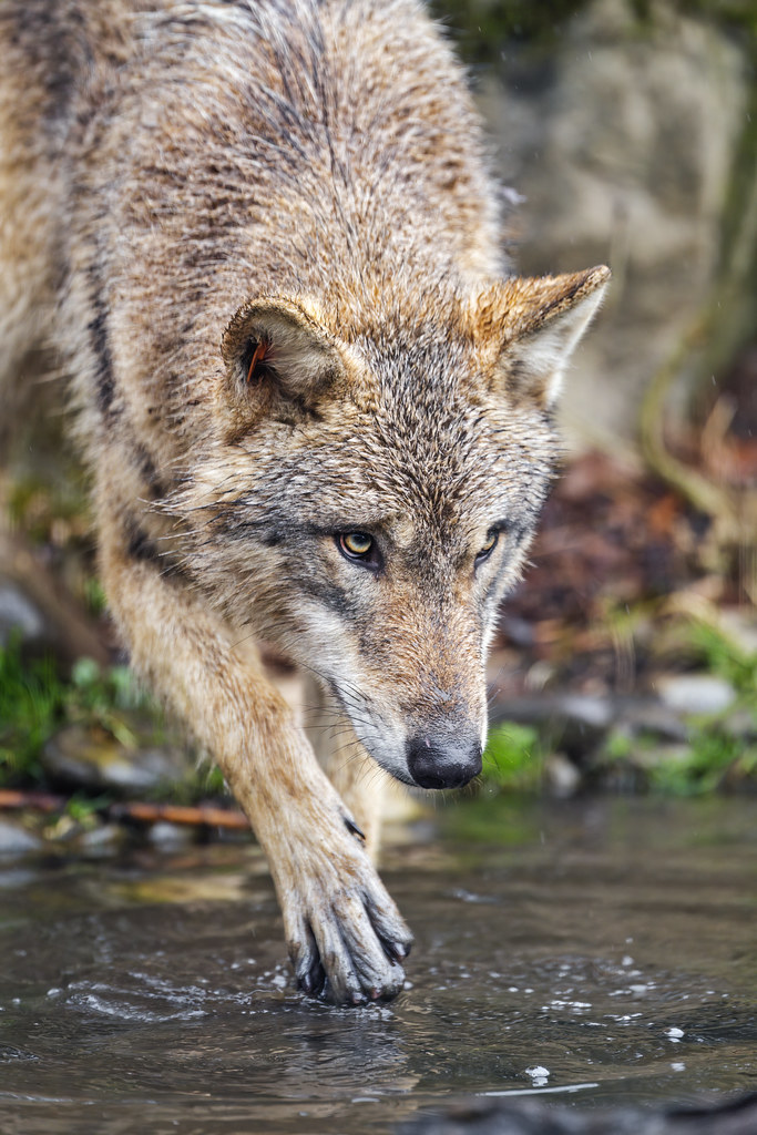 Gray Wolf Steps into a Shallow Stream, Focused Gaze and Damp Fur