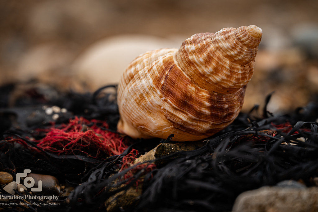 Sea Shell at Lulworth Cove | Patrick Shorter | Flickr
