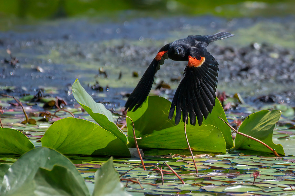 Red-winged Blackbird in Flight, June 27, 2023-1 | Neal Erickson | Flickr