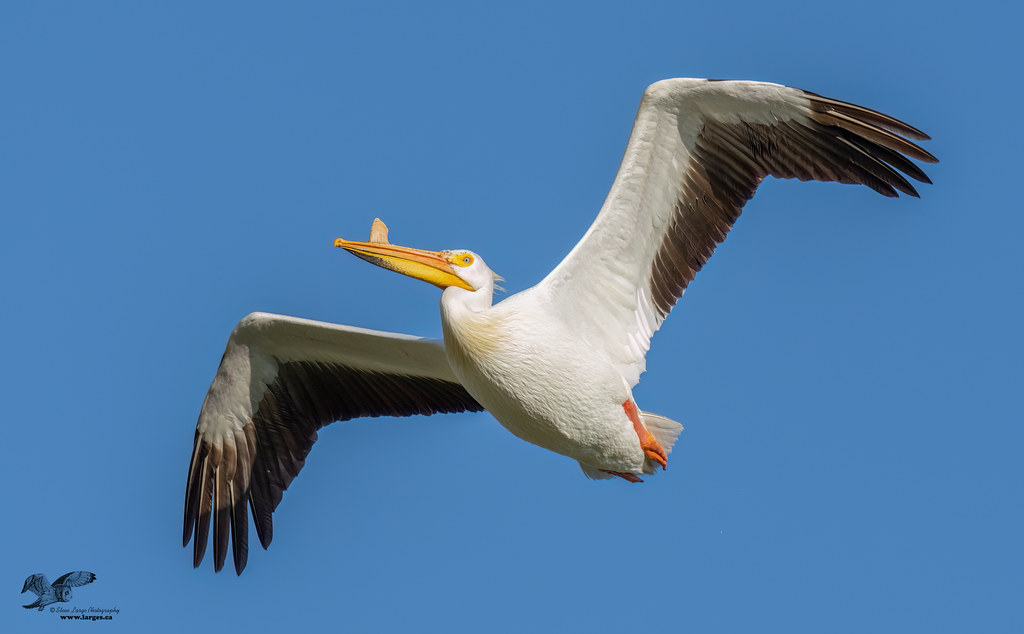 Strange Beak Horn (American White Pelican) | During the mati… | Flickr