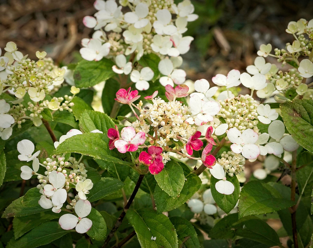 Compact Hydrangea paniculata 'Little Quick Fire' in bloom—white cone panicles aging to pink amid green foliage in a Michigan garden