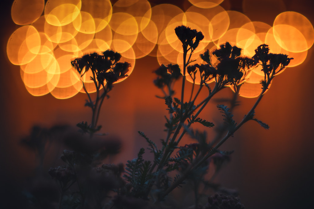 Yarrow | winnipeg, Manitoba. | Bryan Scott | Flickr
