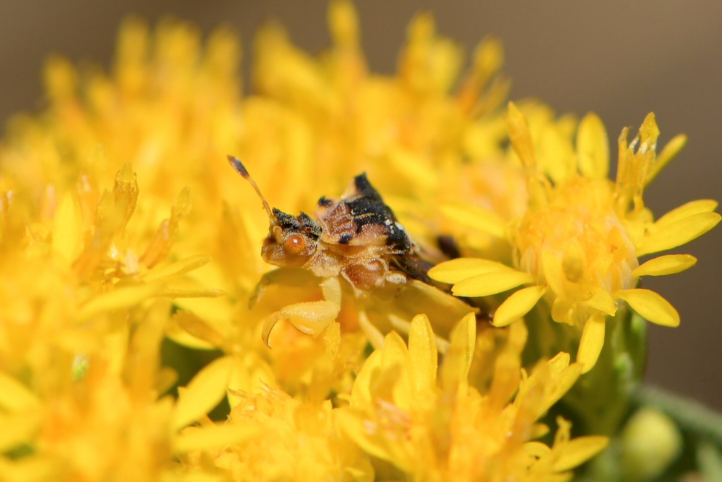 Ambush Bug on flowers of California Goldenrod | Here is a Pa… | Flickr