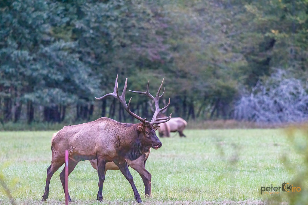 Bull Elk with Expansive Antlers in a Grassy Meadow, Great Smoky Mountains National Park, Cherokee, North Carolina