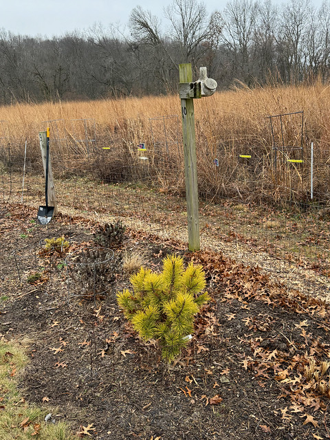 Vibrant Golden Needles of Pinus Mugo 'Zundert' in Winter: A Dwarf Conifer Showcase