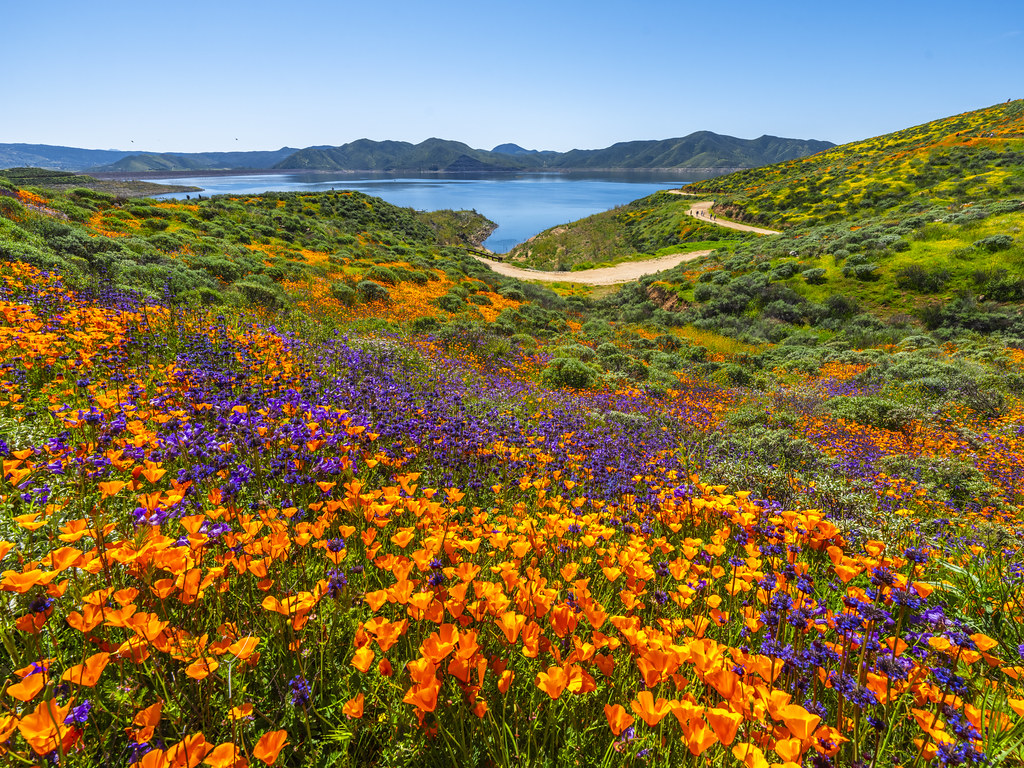 Diamond Valley Lake Marina Wildflower Trail Red Orange Poppy Flowers ...