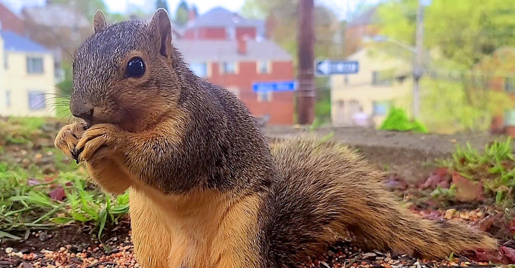 Sciurus niger (fox squirrel) (Pittsburgh, Pennsylvania, US… | Flickr