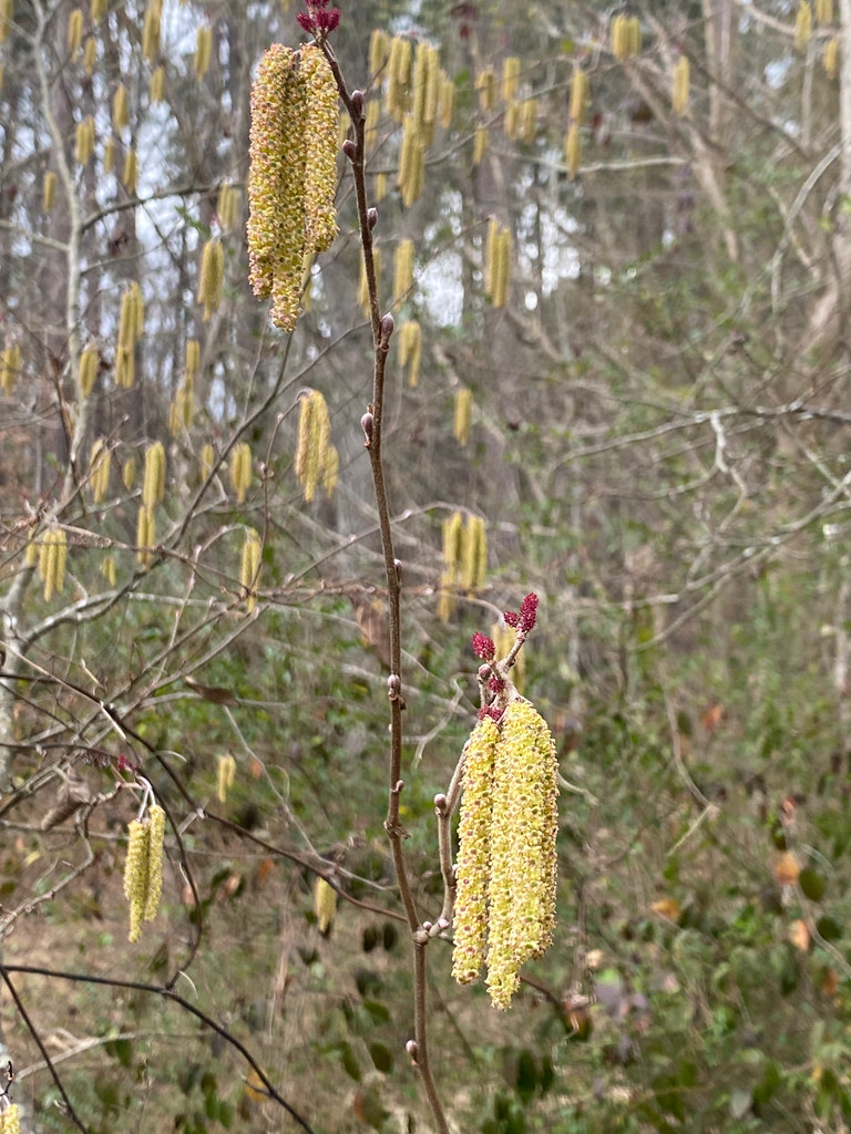 Alder in bloom | Hazel Alder (Tag Alder, Smooth Alder) - Aln… | Flickr