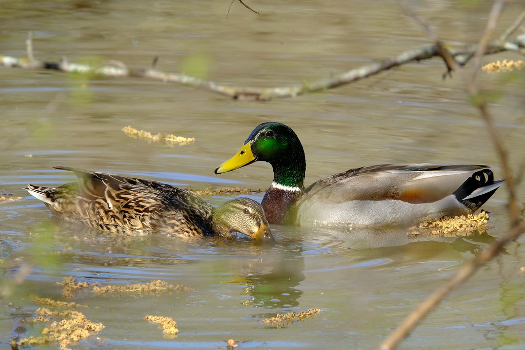 Pair of Mallards in a Shallow Pond: Male with Iridescent Green Head Nuzzles a Brown-Flecked Female