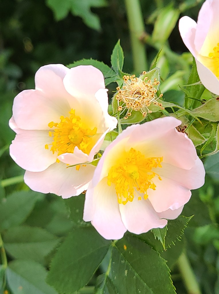 Hundsrose | Hundsrose (Rosa canina s.l.) (c) Heidemarie Wagn ...
