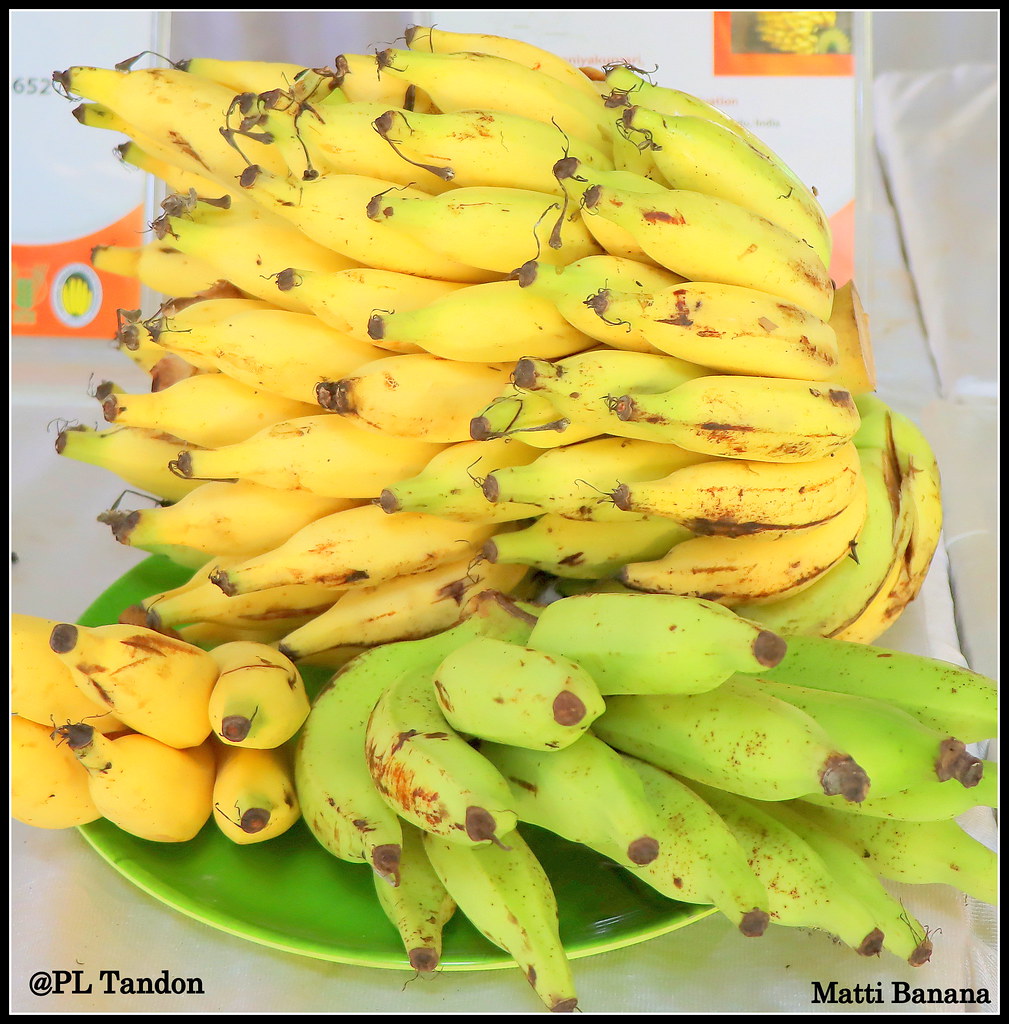 Indian Matti Banana (GI ) | Indian Matti Banana (GI tag no 7… | Flickr