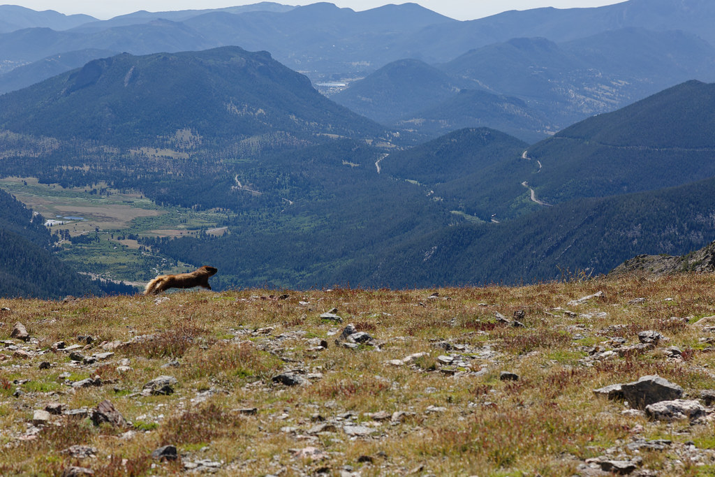 Chapin Pass Trail – Marmot on an Alpine Meadow with a Panoramic Rocky Mountain Backdrop