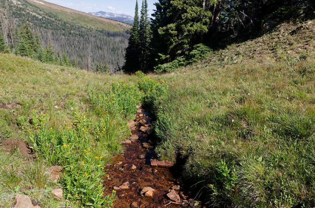 Chapin Pass Meadow Creek: sunlit alpine grasses along the trail