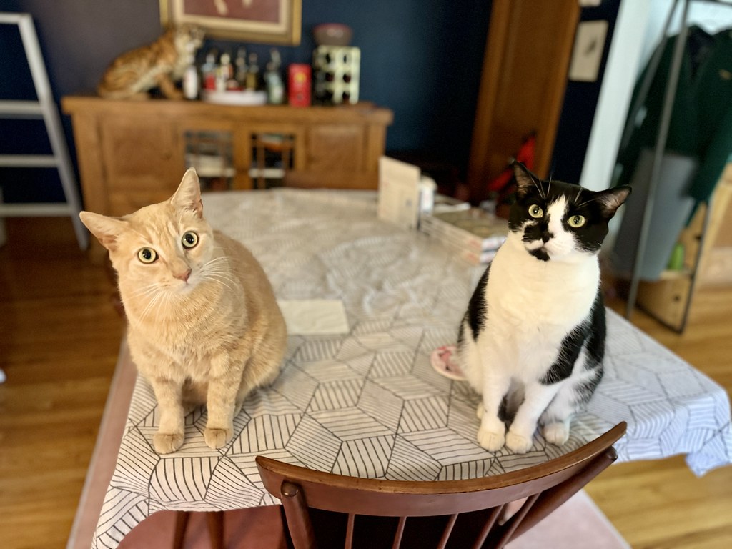 Two curious cats perched on a geometric dining-table cloth, eyes wide in a quiet domestic moment