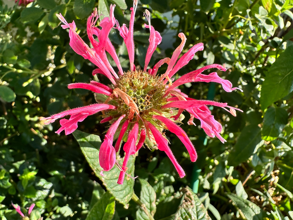 Pink Bee Balm Blooms Fill a Sunlit Planter