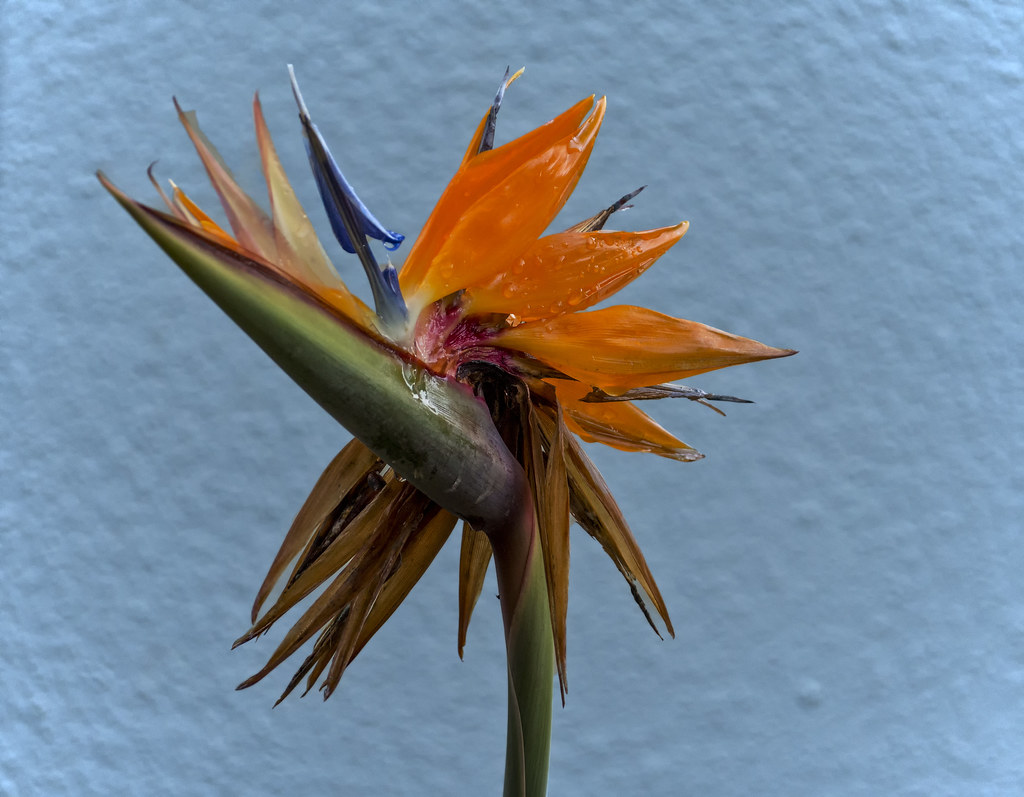 Bird of Paradise close-up: Strelitzia reginae blooms against a textured blue wall