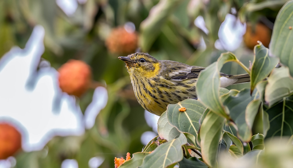 Cape May Warbler, Fall Migration | Adult Male | Steve Brynes | Flickr