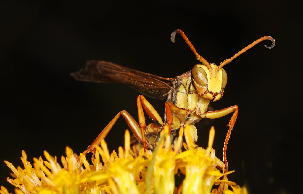 Dark Paper Wasp - Polistes fuscatus, Occoquan Regional Par… | Flickr