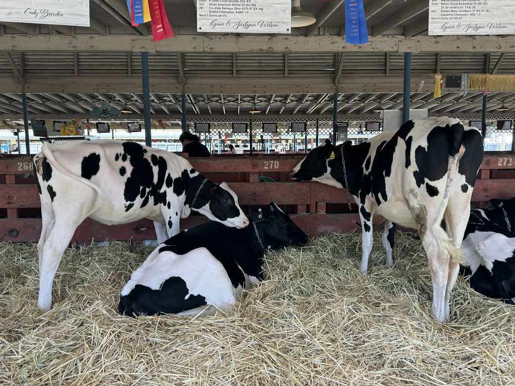 Dairy cows
