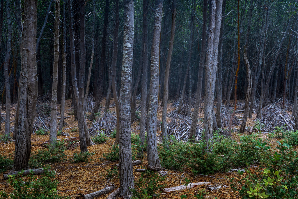 Fuel-reduction work in King Range National Conservation Area: piles of cut woody debris beneath a dense coastal forest