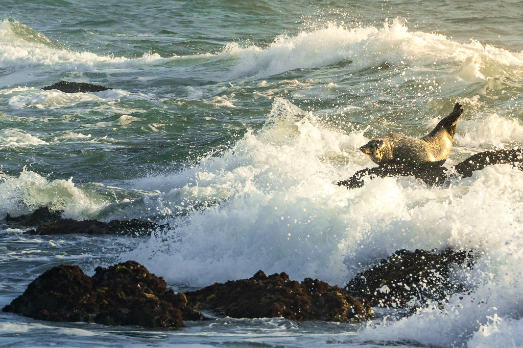 Seal on the rocky Lost Coast shoreline, King Range National Conservation Area, California, as surf crashes around it