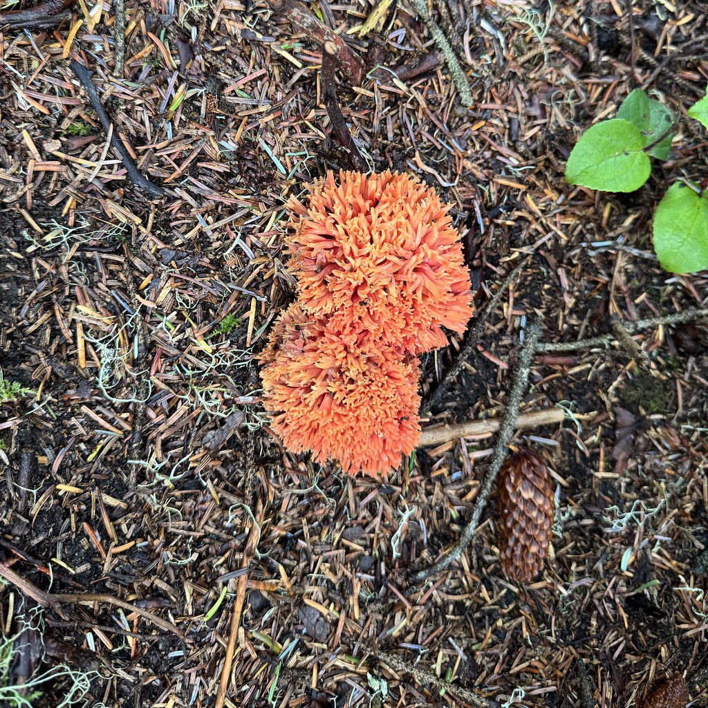 Orange coral fungus cluster on damp pine-needle litter near Shore Acres State Park, Oregon