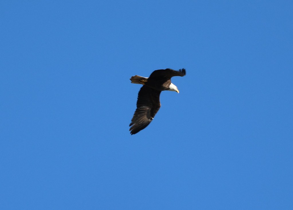 Bald eagle in flight over Charleston's Gaillard Center during the Charleston Conference (November 2024)