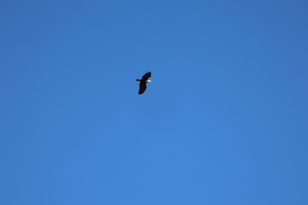 Bald Eagle in Flight Over a Clear Blue Sky During the Charleston Conference, Charleston, SC (November 2024)