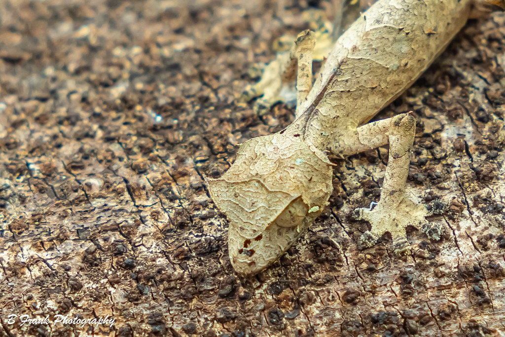Close-up of a Madagascar gecko camouflaged on weathered bark (macro portrait)