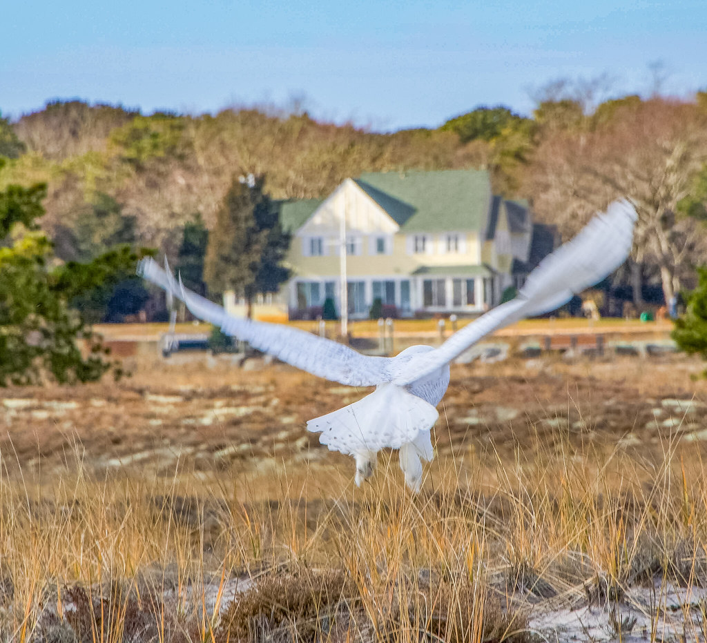 Snowy Owl at W. Dennis Beach December 2022 | Cape Cod | Dennis Weeks ...