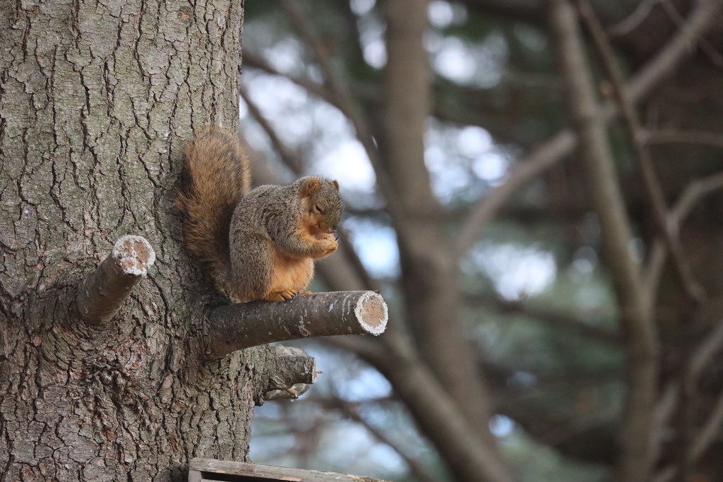 Backyard Fox and Red Squirrels (Ypsilanti, Michigan) - January 2025