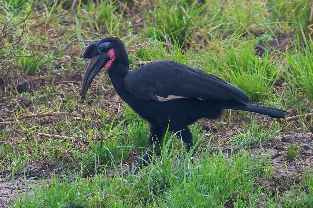 Foraging Abyssinian Ground Hornbill (Bucorvus abyssinicus) in grassy habitat, Murchison Falls National Park, Uganda