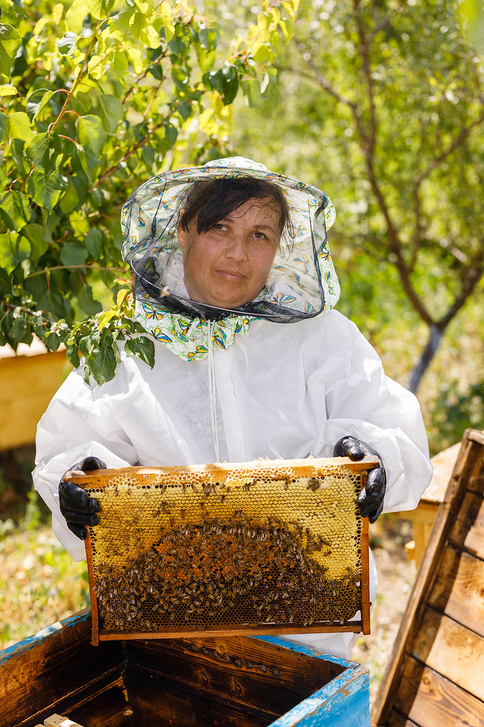 Beekeeper in protective white suit with floral veil holds a honeycomb frame in a Moldovan apiary, Cahul District